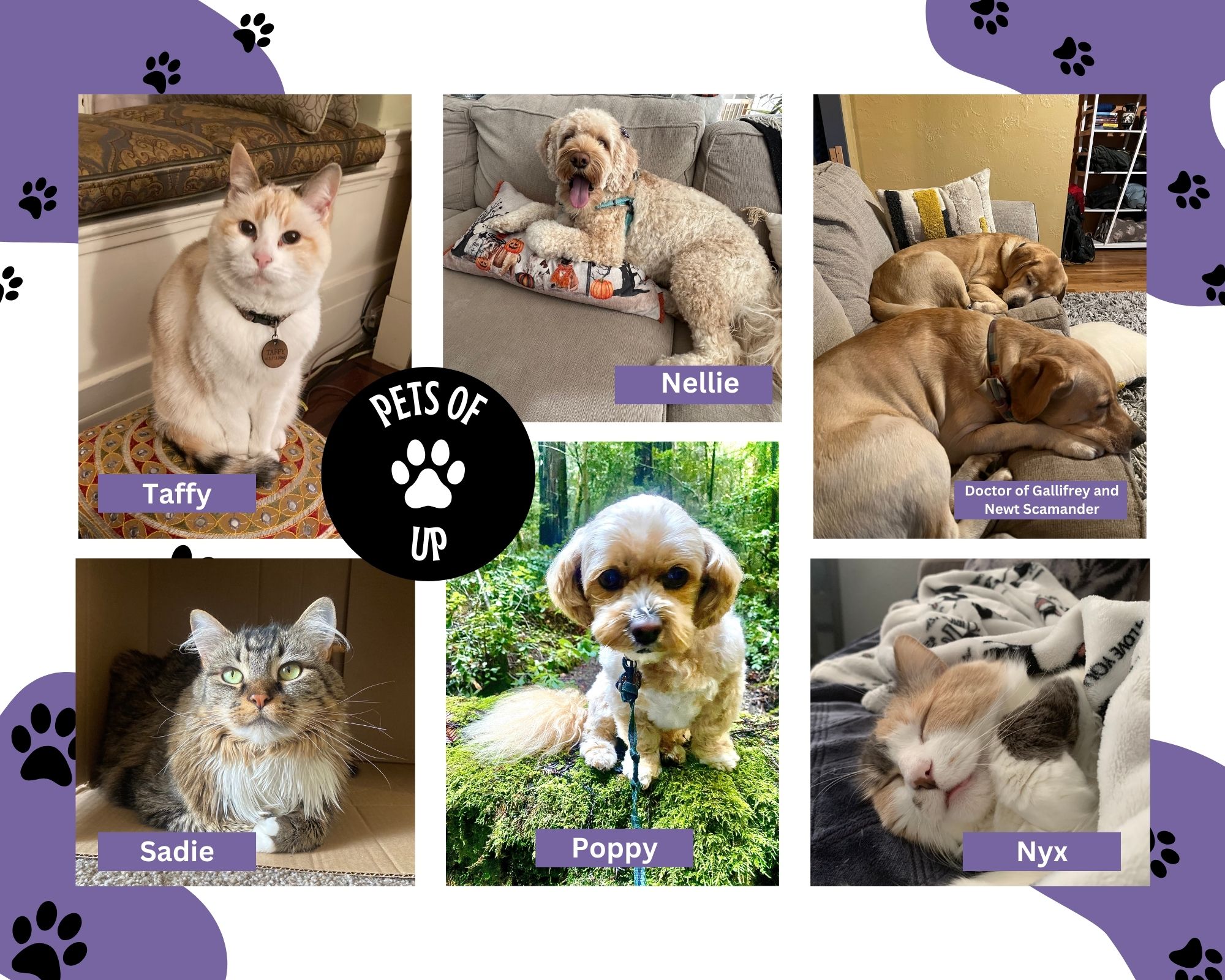 Pet Insurance 101 - United Policyholders